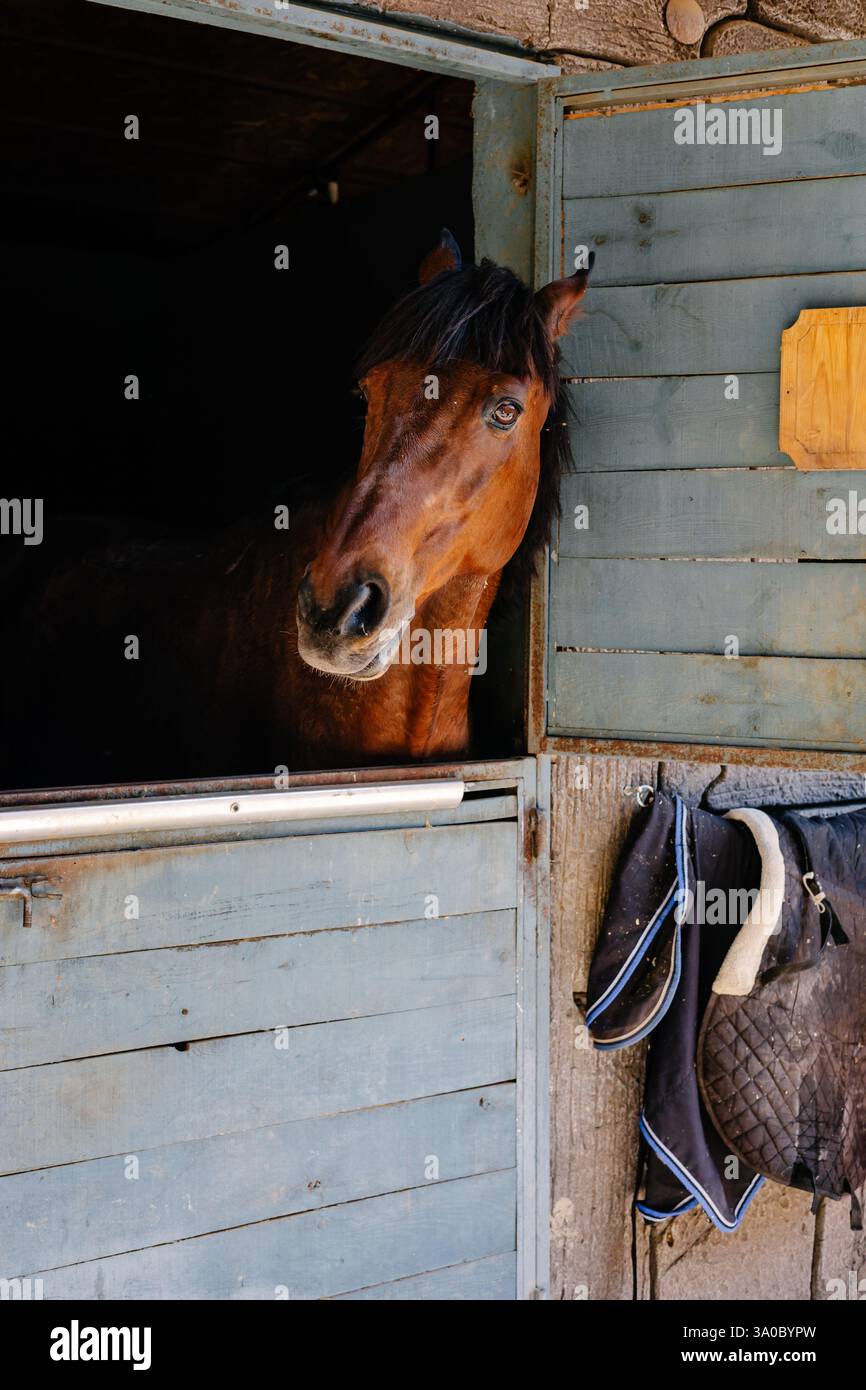 A brown horse stands calmly in a stable, its head peeking out of the ...