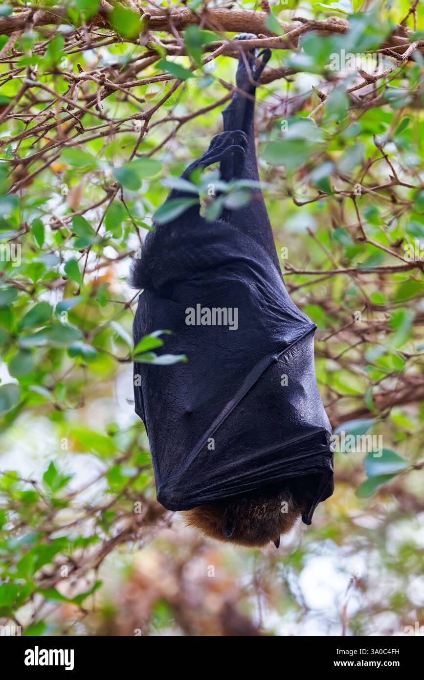 Rodrigues fruit bat, Pteropus rodricensis, also known as the flying fox ...
