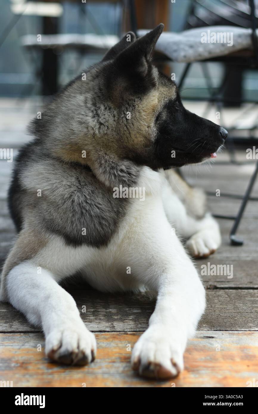 Akita dog cute outdoor side portrait Stock Photo - Alamy