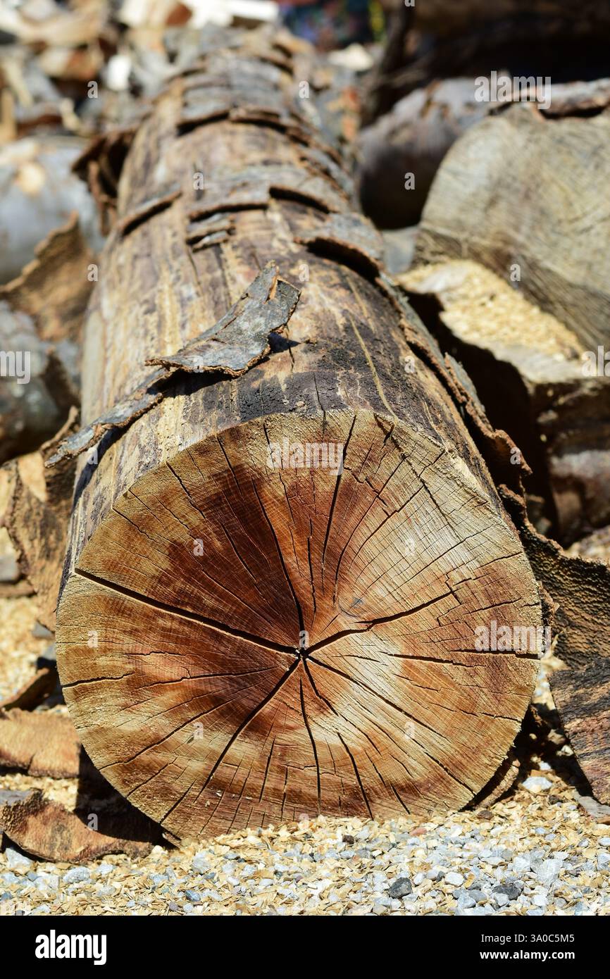 Old oak tree trunk cut Stock Photo - Alamy