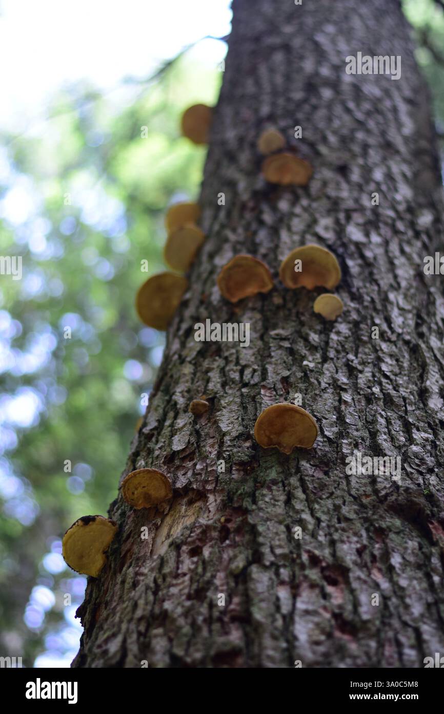 Wild mushrooms on a tall tree bark Stock Photo - Alamy