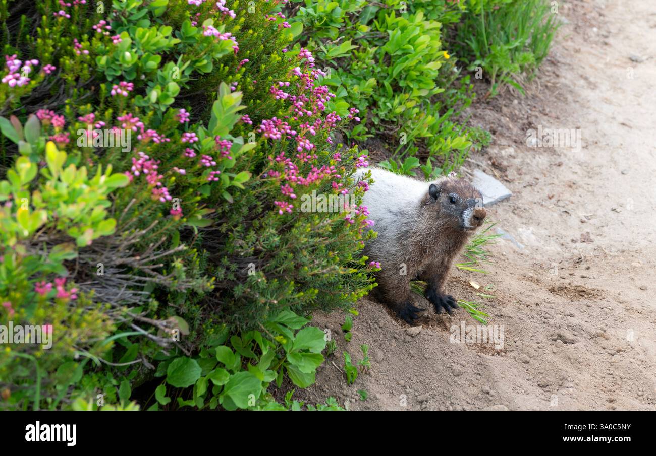 Woodchuck rodent. Capybara outdoor. Wild animal in nature. Groundhog on ...