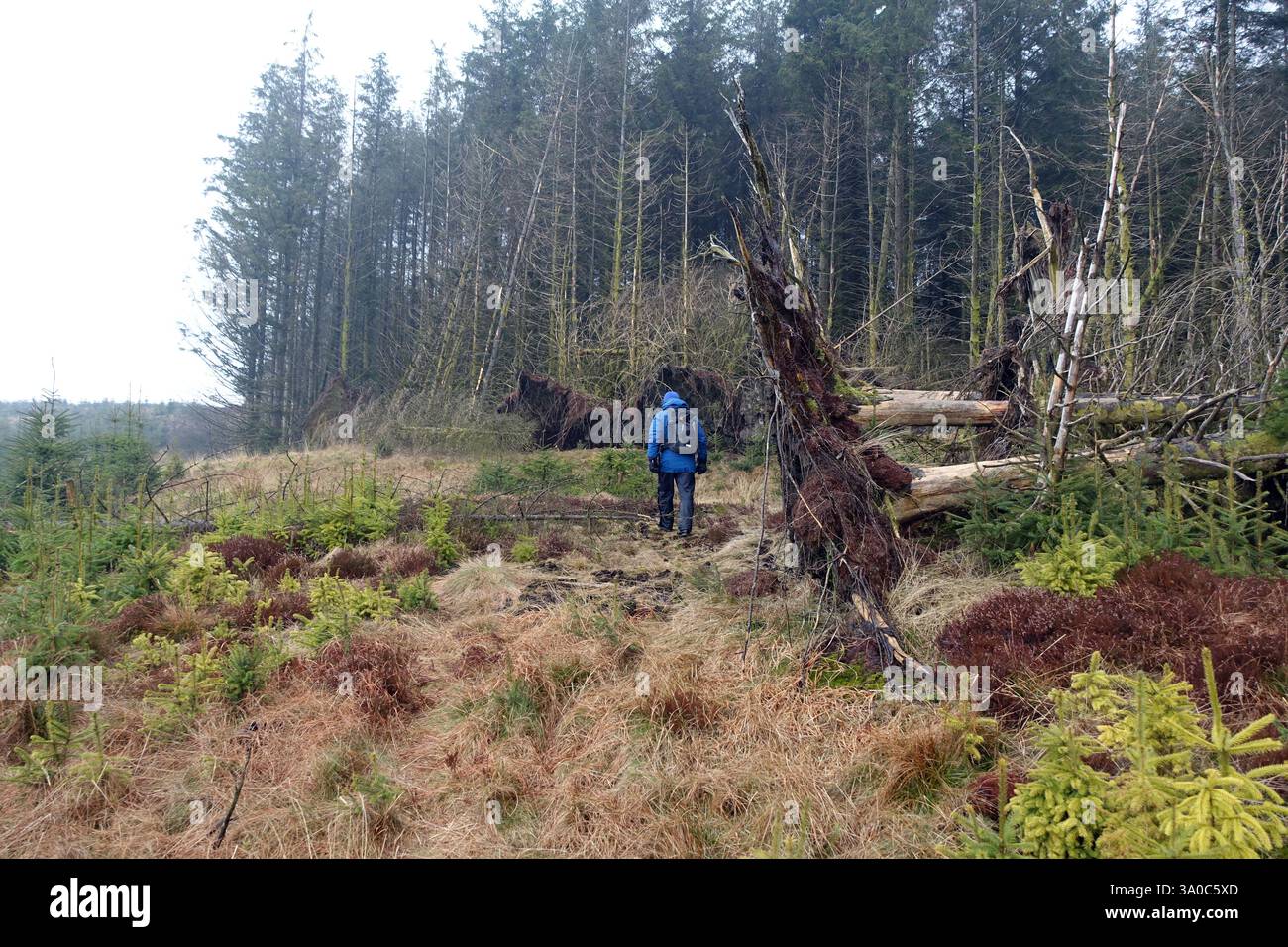 Strom damaged trees hi-res stock photography and images - Alamy
