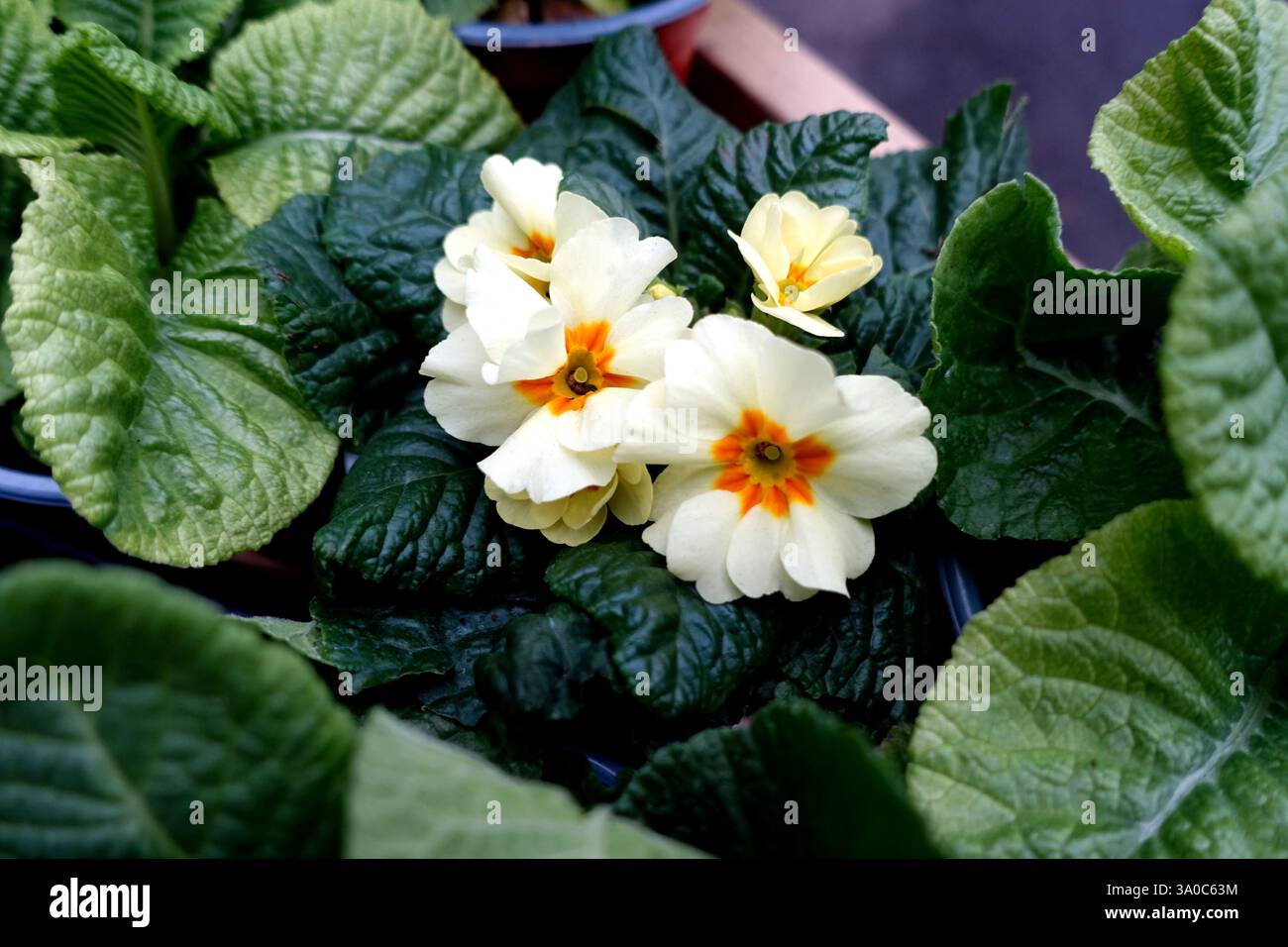 Bunch of Primula 'Showstopper White' (Primrose) Flowers in a Flowerpot ...