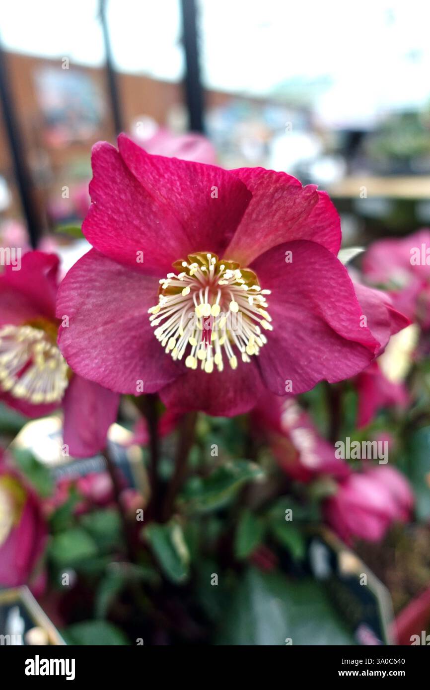 Helleborus HGC 'Ice 'n' Roses' (Bennotta) Early Red Hellebore Flowers ...