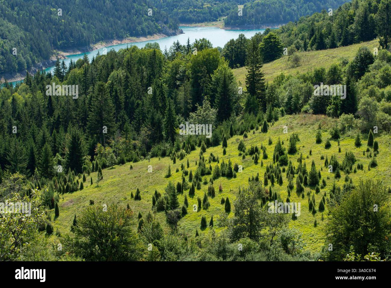 Mountain slope saplings hi-res stock photography and images - Alamy