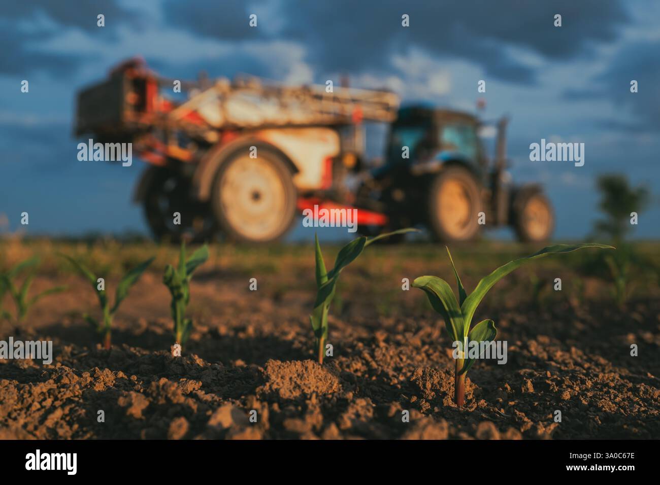 Clean maize corn crop plantation field without weed and tractor with ...
