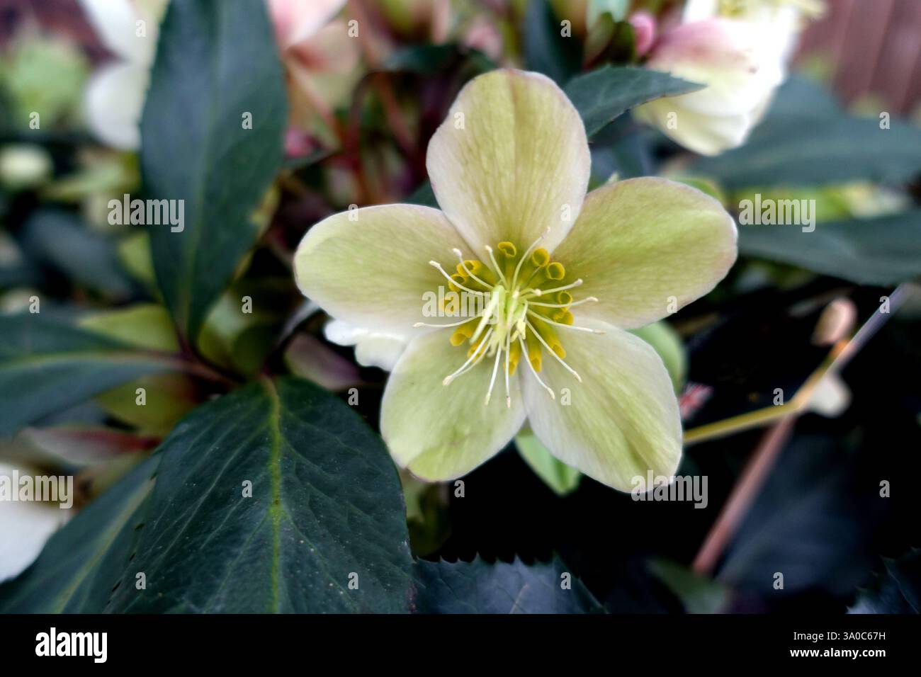 Single White Helleborus HGC 'Malory' (Christmas Rose) Hellebore Flower ...