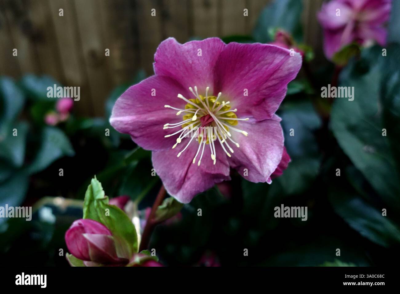 Single Purple Helleborus 'Hellebore' Flower on Display in an English ...