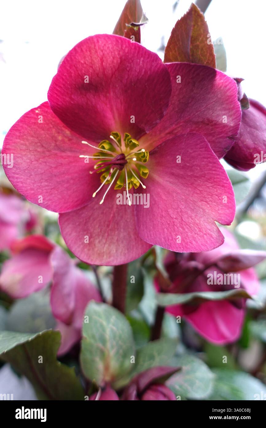 Helleborus HGC 'Ice 'n' Roses' (Bennotta) Early Red Hellebore Flowers ...