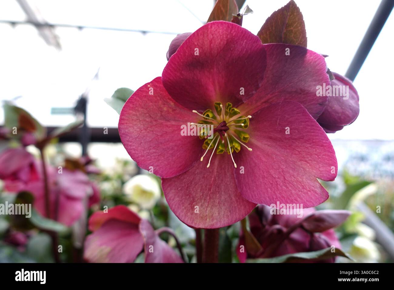Helleborus HGC 'Ice 'n' Roses' (Bennotta) Early Red Hellebore Flowers ...