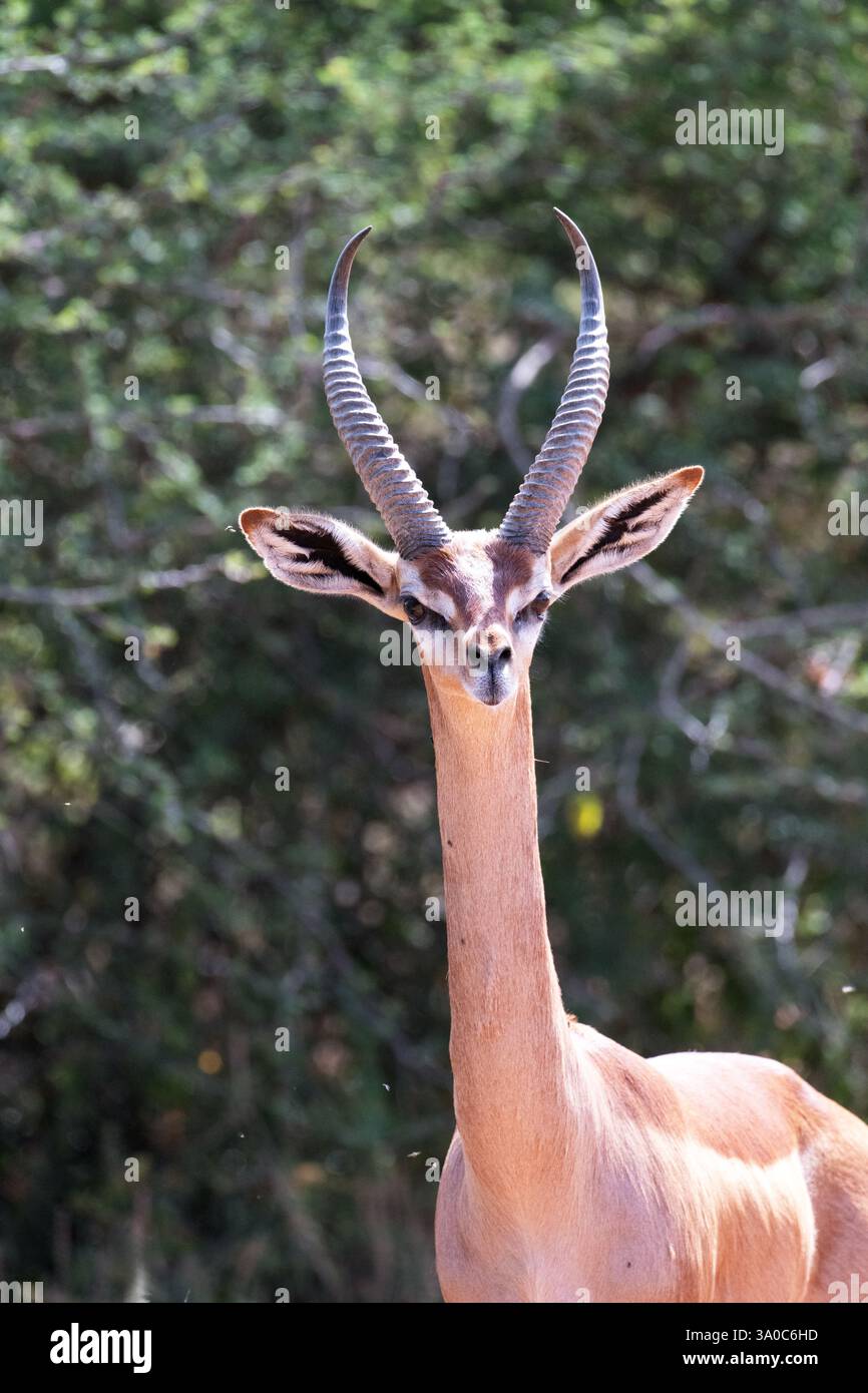 Portrait of a male gerenuk (Litocranius walleri), also known as the ...