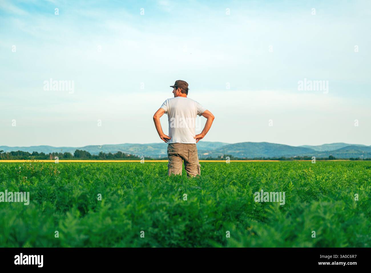Farmer standing in carrot plantation field and examining crops, rear ...