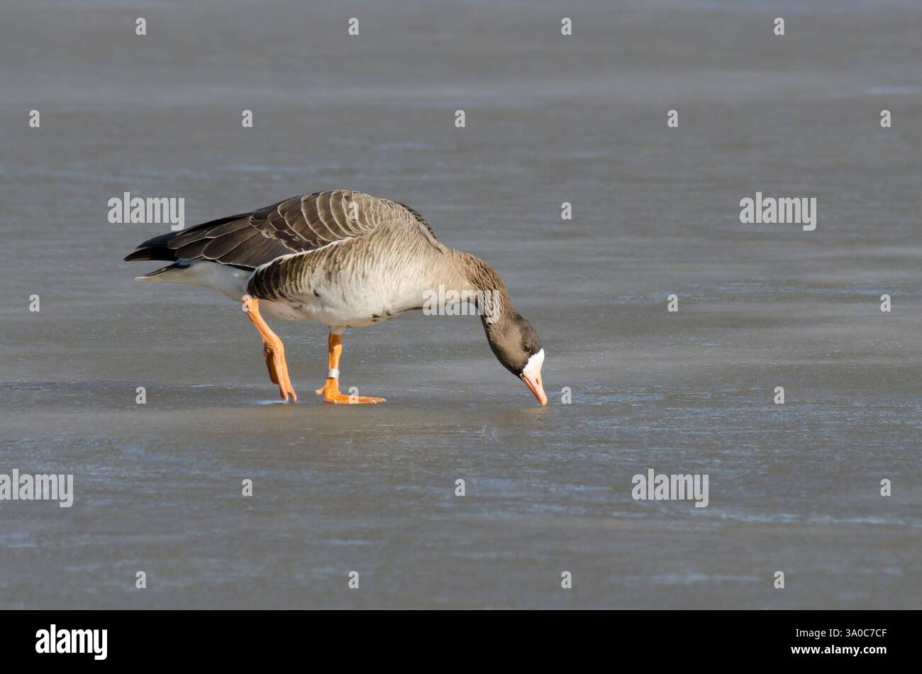Greater White-fronted Goose, Anser albifrons, on frozen lake Stock ...