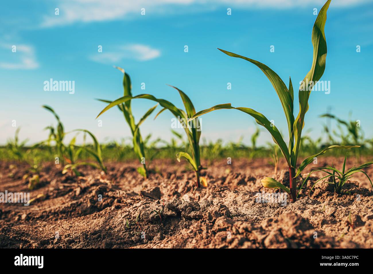 Maize corn crop seedling plants in cultivated perfectly clean ...