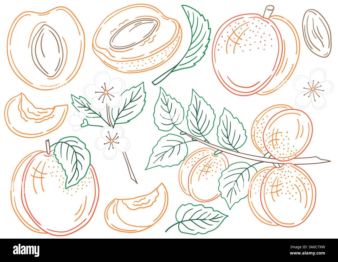 Apricot. Set of illustrations in hand draw style. Hand drawing, color ...