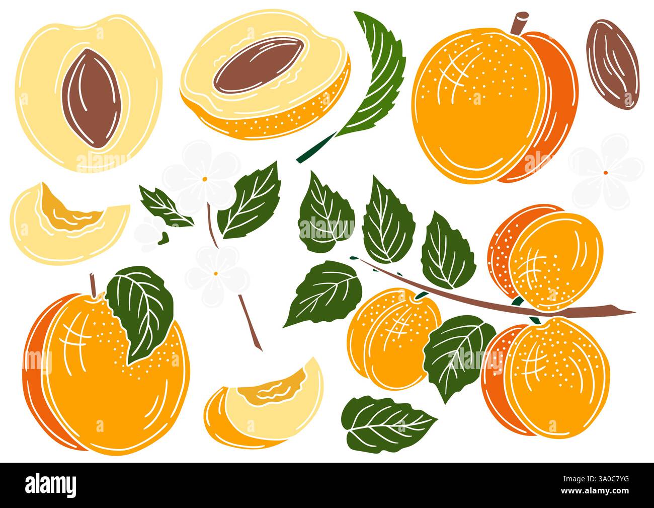 Apricot. Set of color illustrations in hand draw style. White outline ...