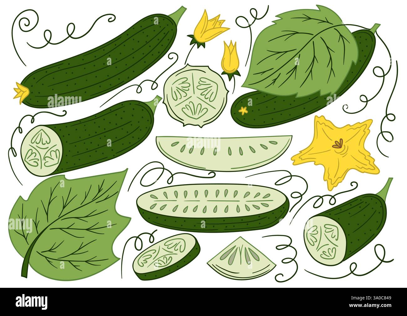 Cucumber. Set of color illustrations in hand draw style. Design for ...