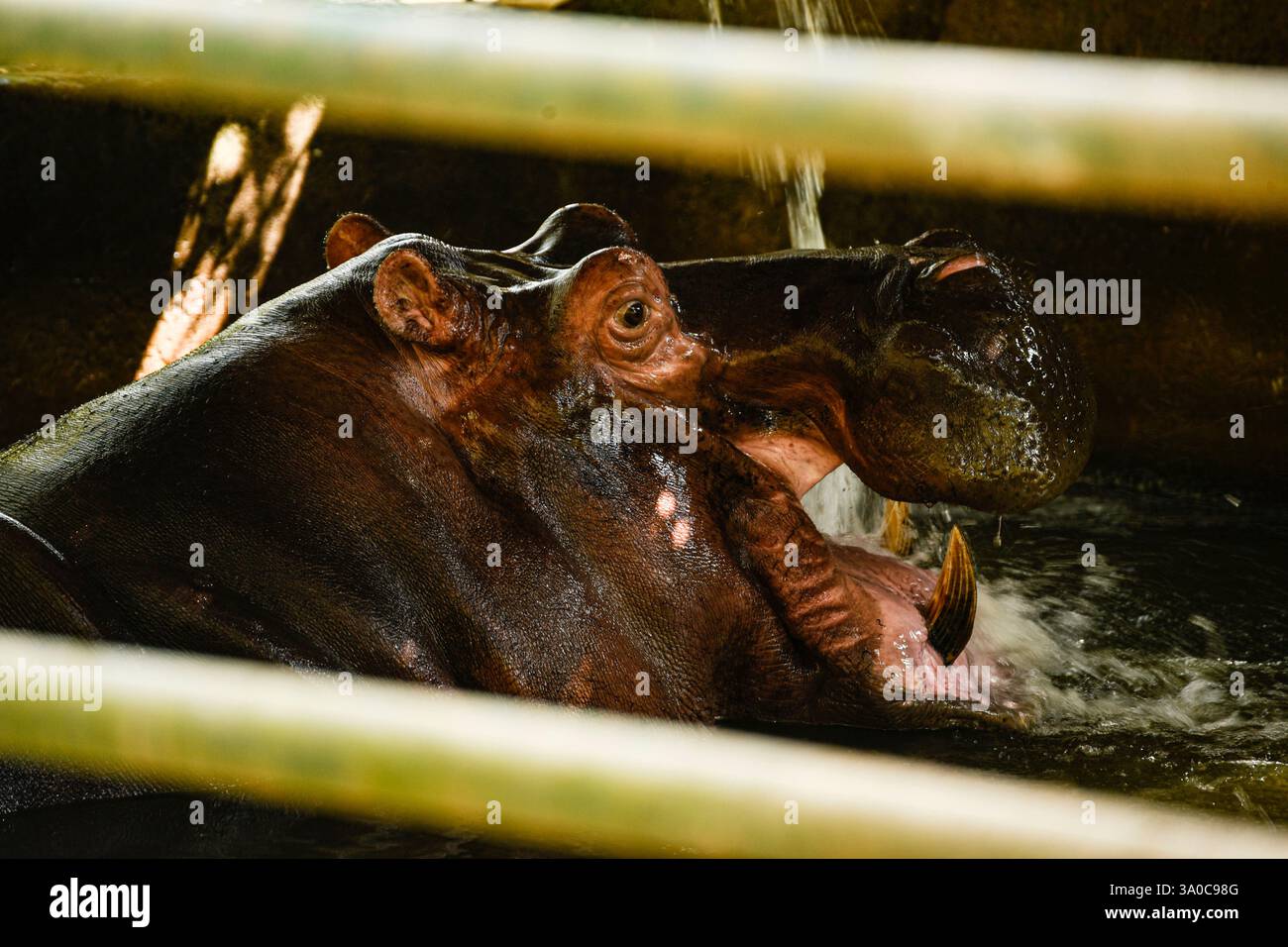 Guwahati, Assam, India. 3rd Mar, 2025. GUWAHATI, INDIA-MARCH 03: Hippo ...