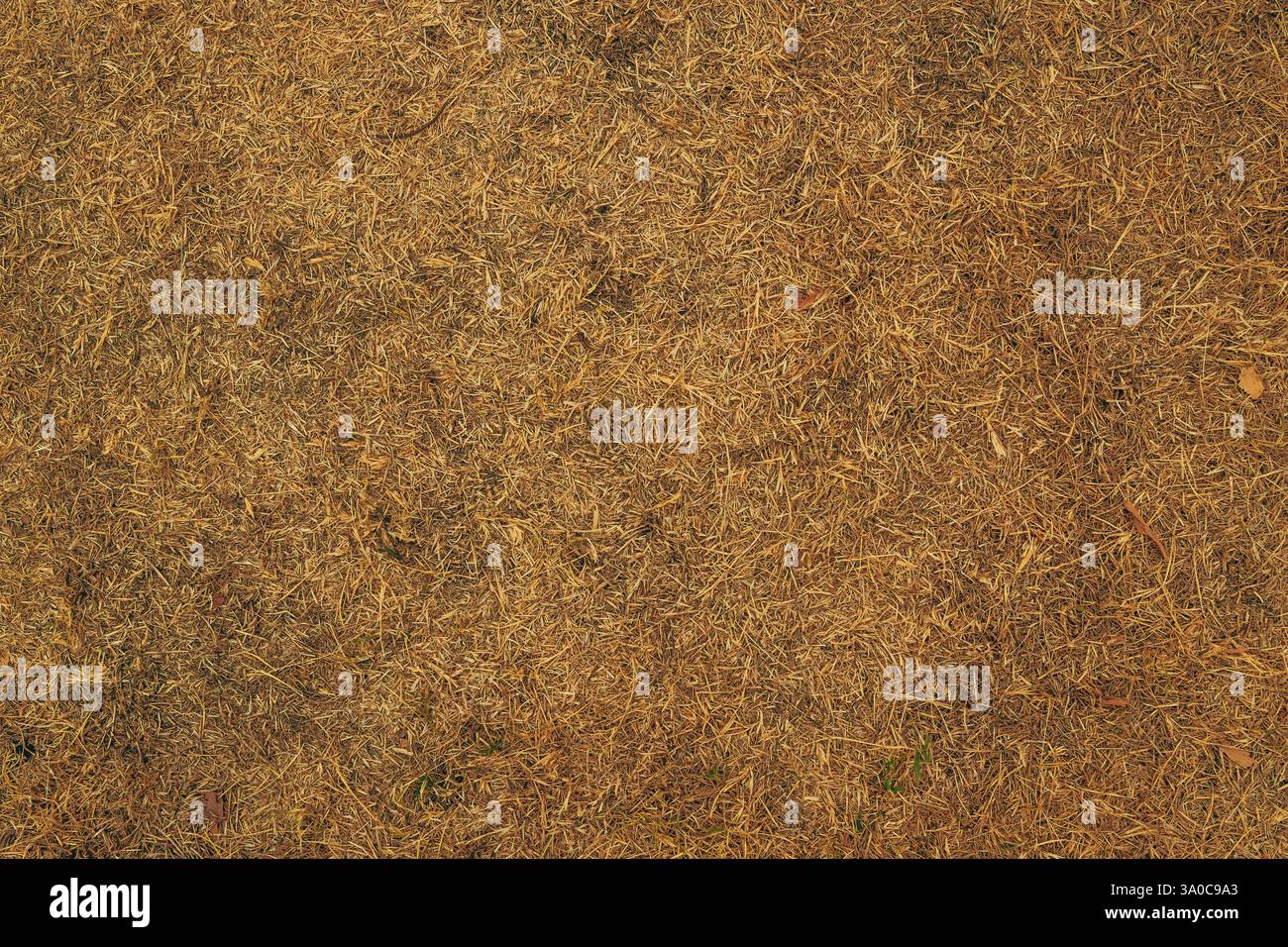 Top view of dry grass lawn as background Stock Photo - Alamy