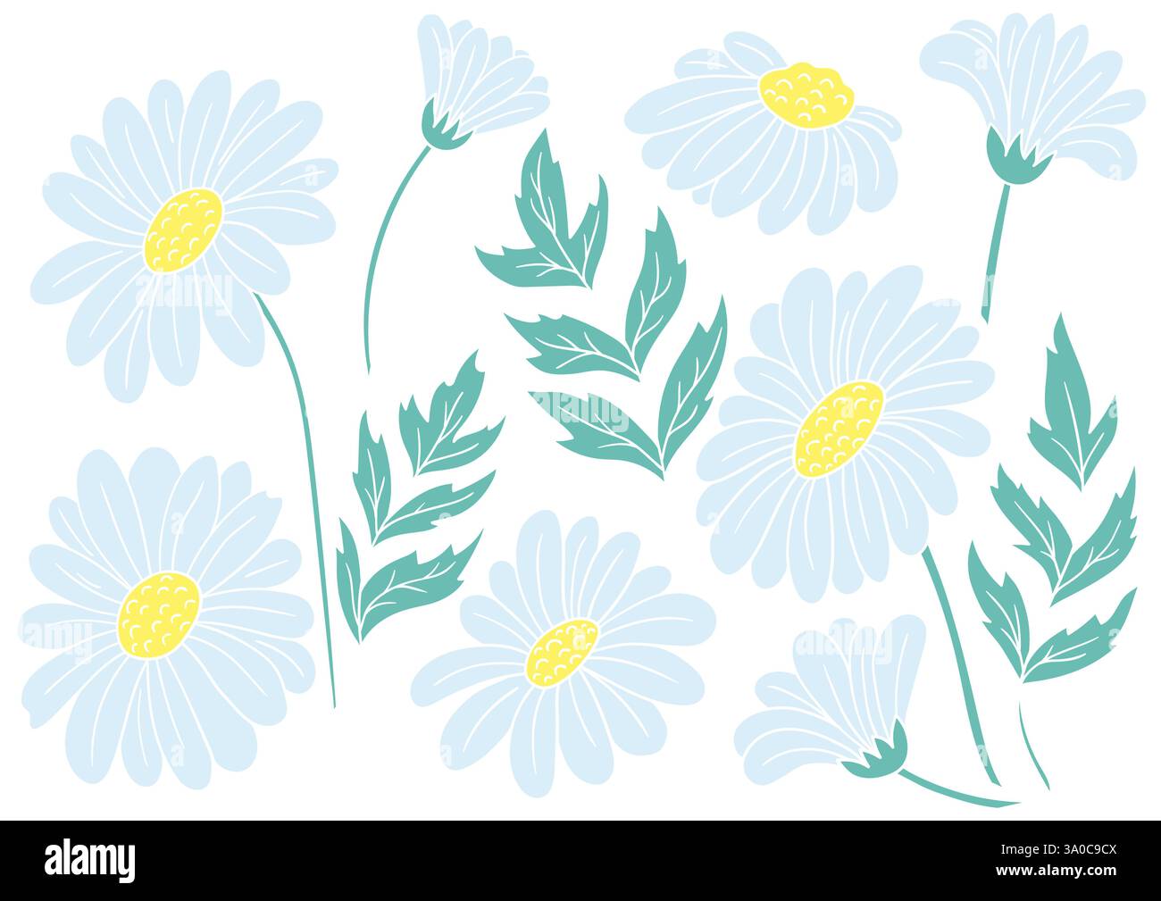 Chamomile, daisy. Set of color illustrations in hand draw style. White ...