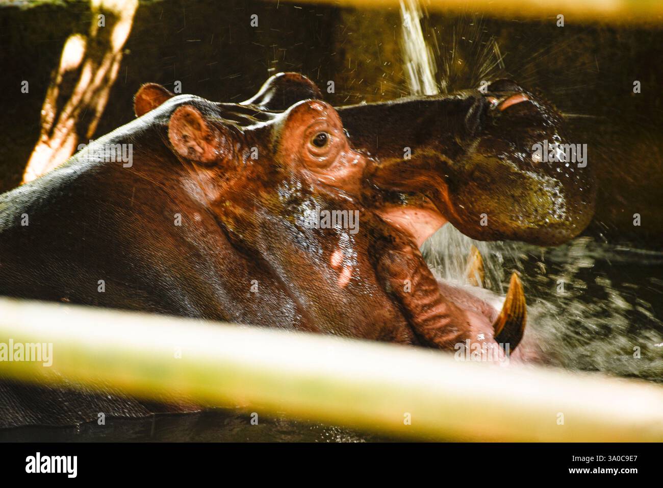 Guwahati, Assam, India. 3rd Mar, 2025. GUWAHATI, INDIA-MARCH 03: Hippo ...