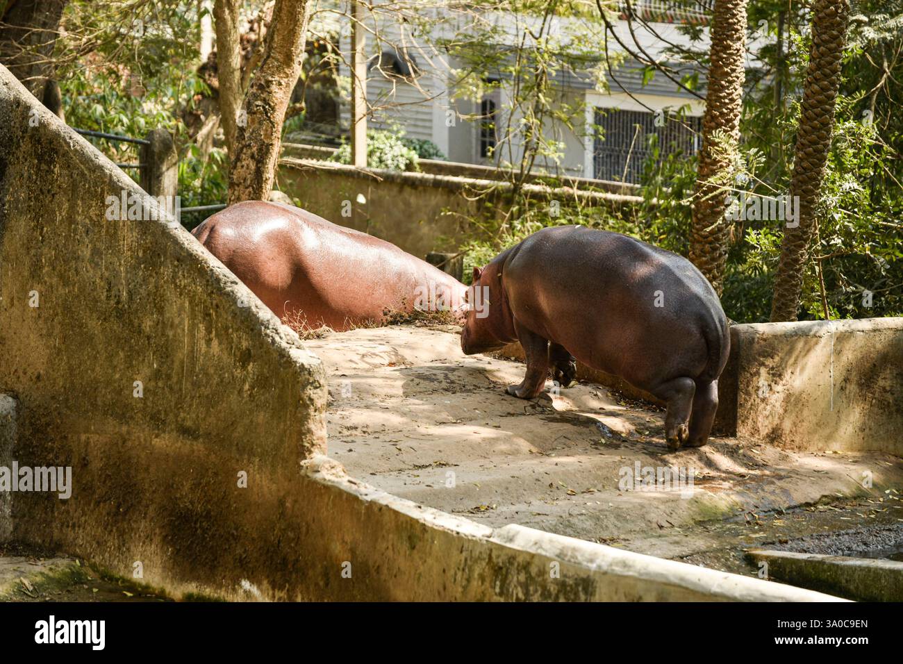 March 3, 2025, Guwahati, Assam, India: GUWAHATI,INDIA-MARCH 03: Hippo ...