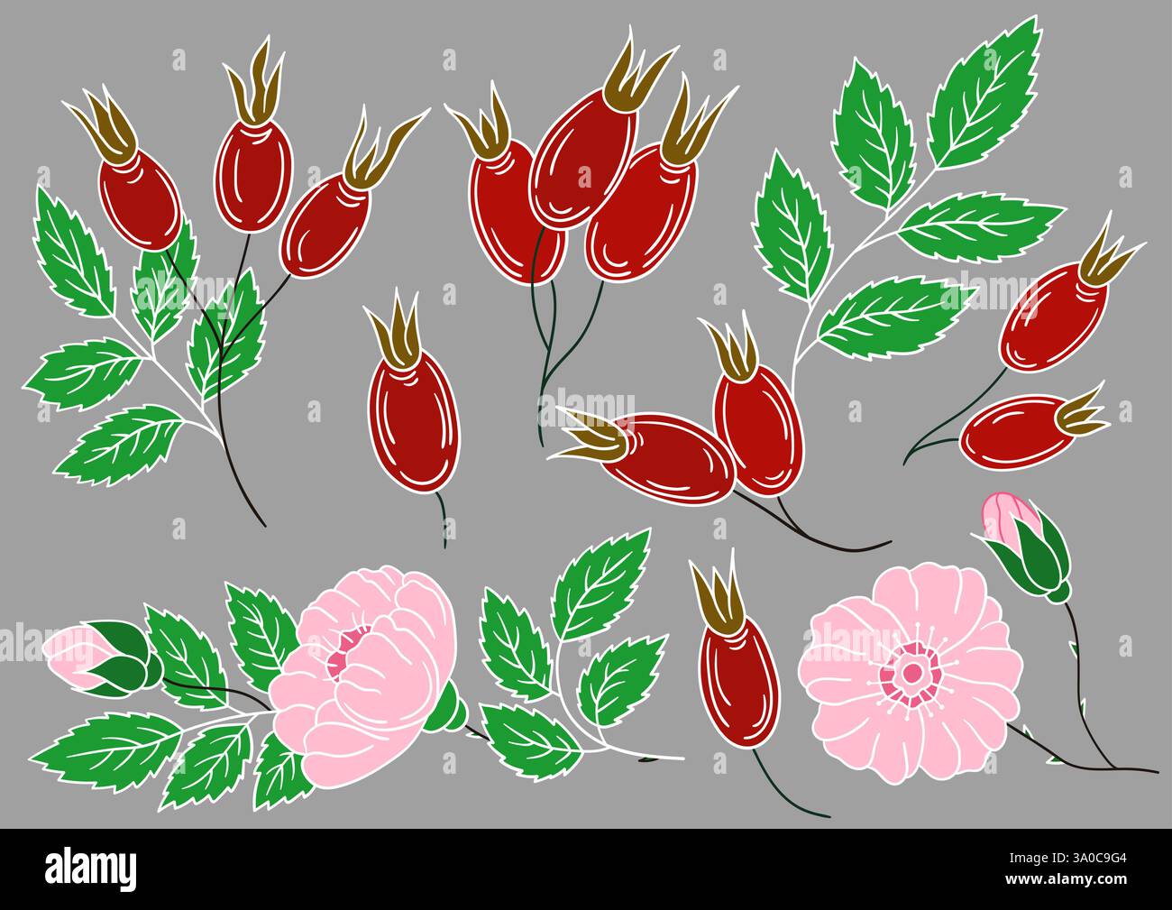 Rosehip. Set of color illustrations in hand draw style on a gray ...