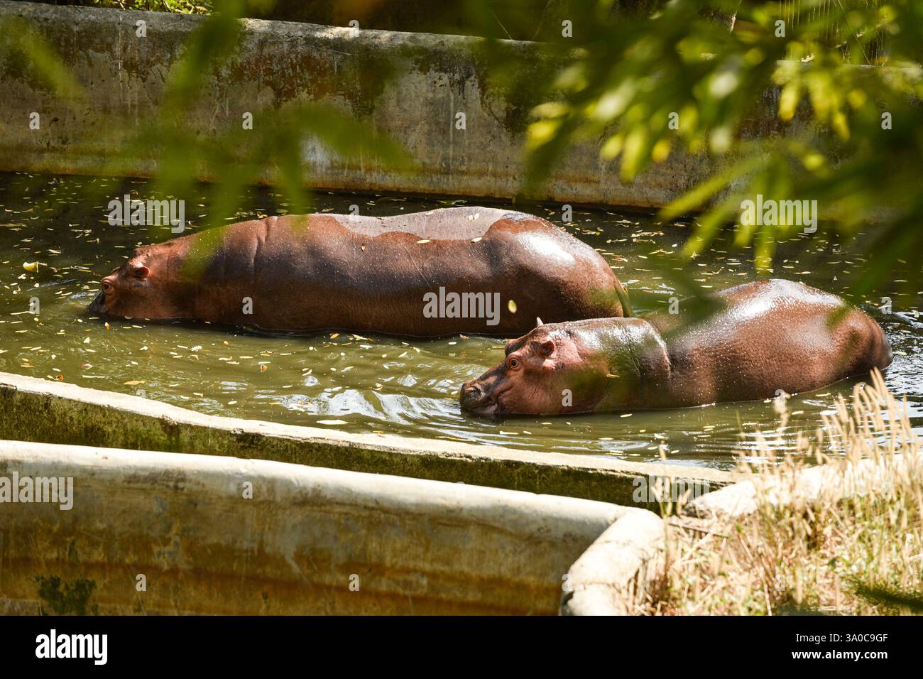 March 3, 2025, Guwahati, Assam, India: GUWAHATI,INDIA-MARCH 03: Hippo ...