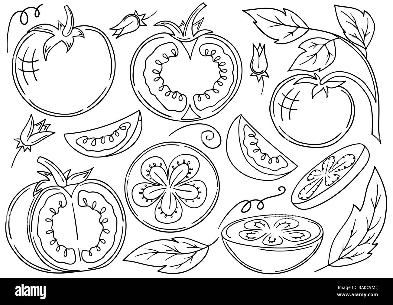 Tomato. Set of monochrome illustrations in hand draw style. Hand-drawn ...