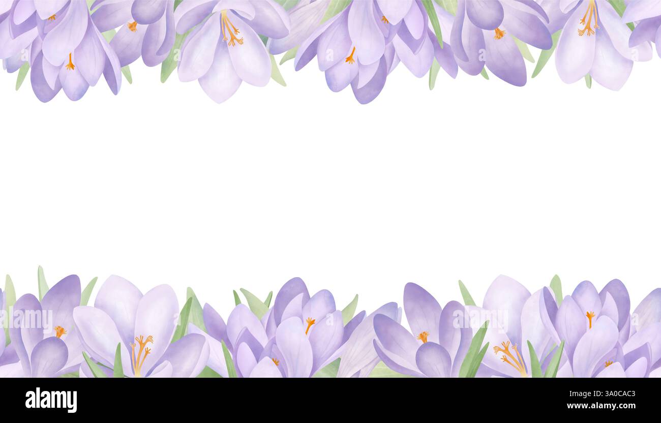 Purple crocuses seamless border. Hand drawn horizontal frame with ...
