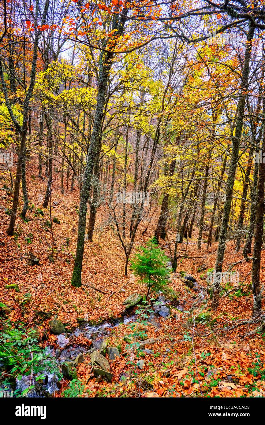 Beech trees (Fagus sylvatica) forest of Sao Lourenço in the Autumn ...