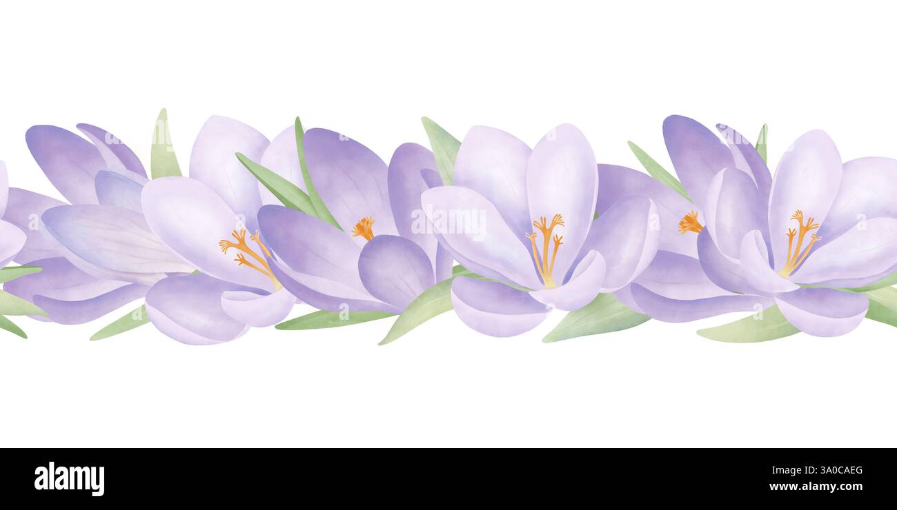 Spring crocuses seamless border. Watercolor botanical illustration of ...