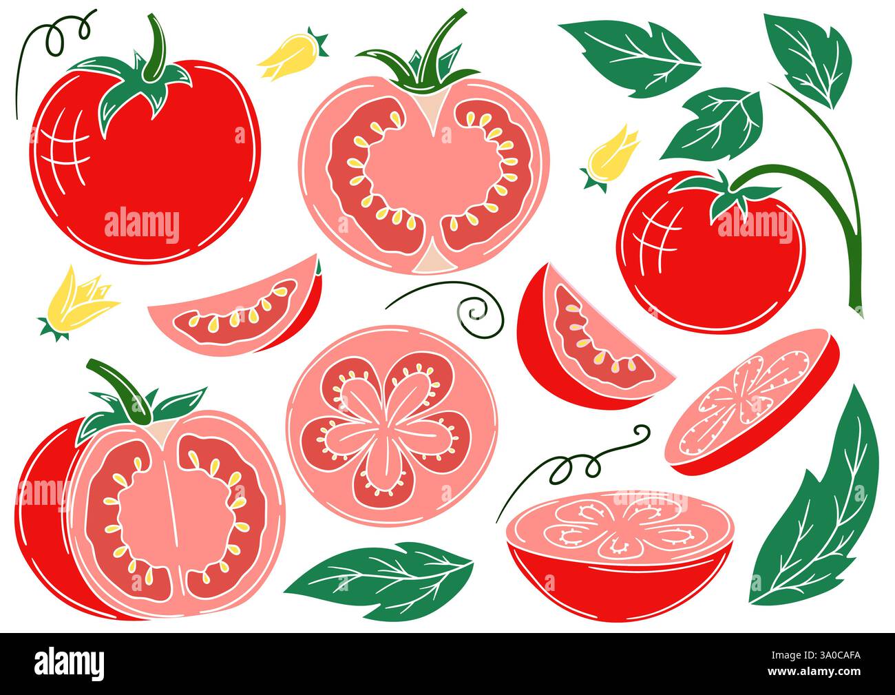 Tomato. Set of color illustrations in hand draw style. White outline ...