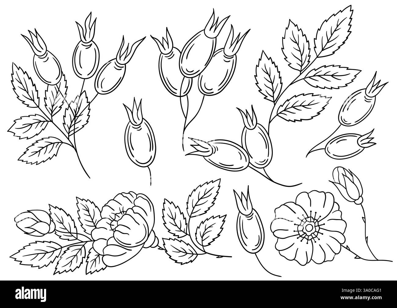 Rosehip. Set of monochrome illustrations in hand draw style. Hand ...