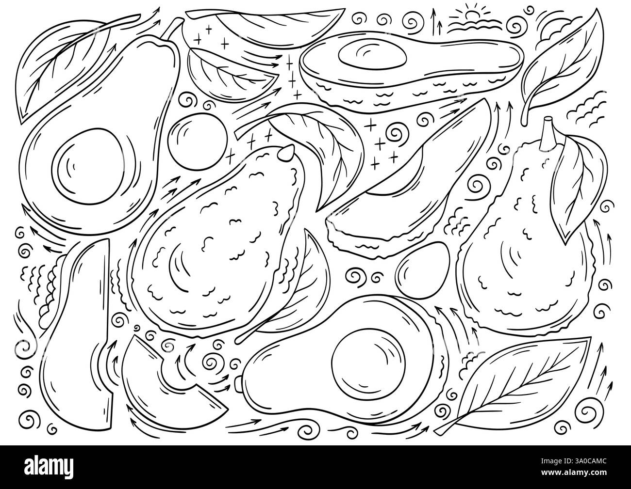 Avocado. Set of monochrome illustrations in hand draw style. Hand ...