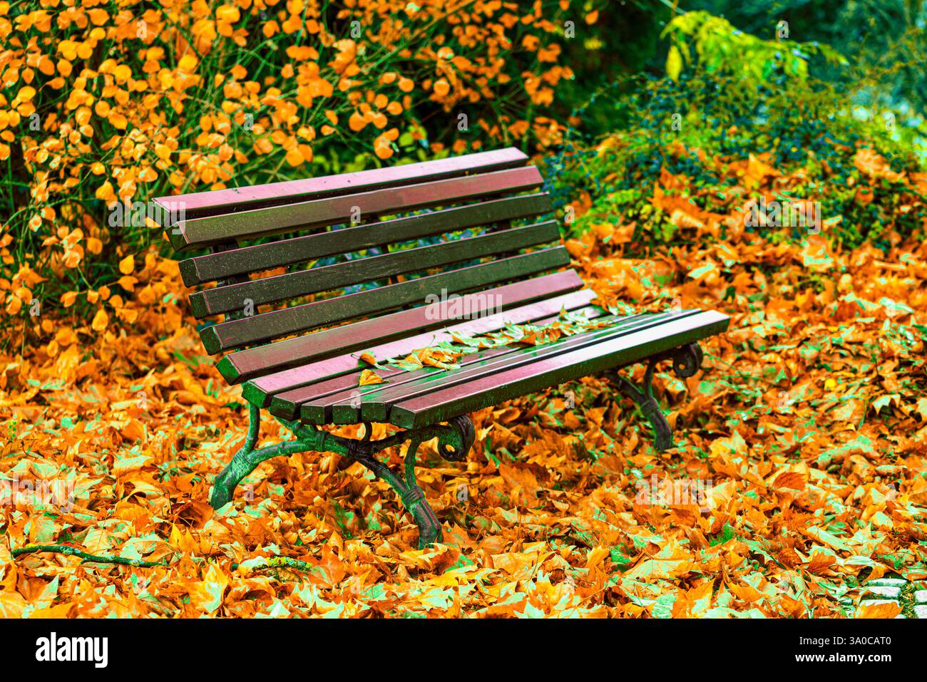 Golden autumn forest on bank hi-res stock photography and images - Alamy