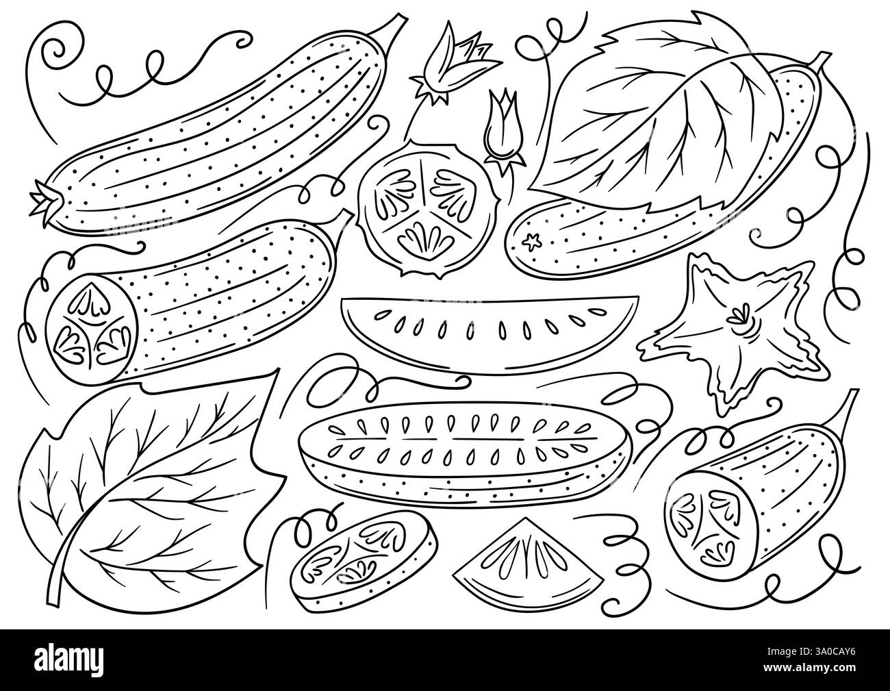 Cucumber. Set of monochrome illustrations in hand draw style. Hand ...