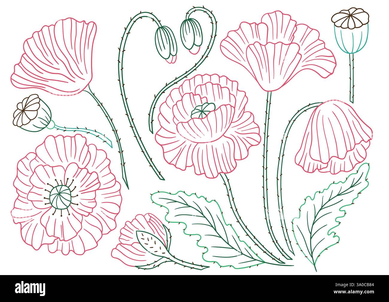 Poppy. Set of illustrations in hand draw style. Hand drawn, color ...