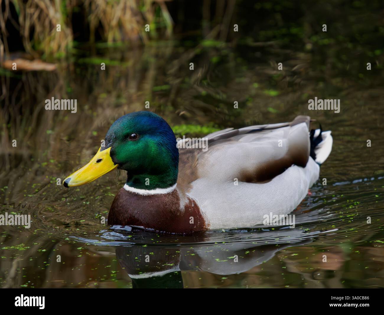 male mallard duck floating on water Stock Photo - Alamy