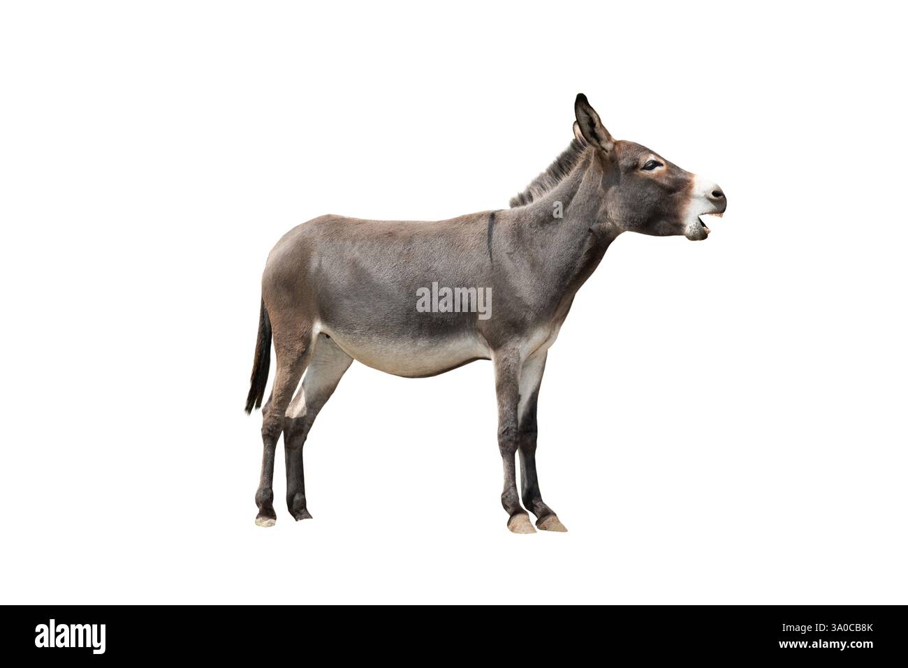 The scream of nature Cut Out Stock Images & Pictures - Alamy