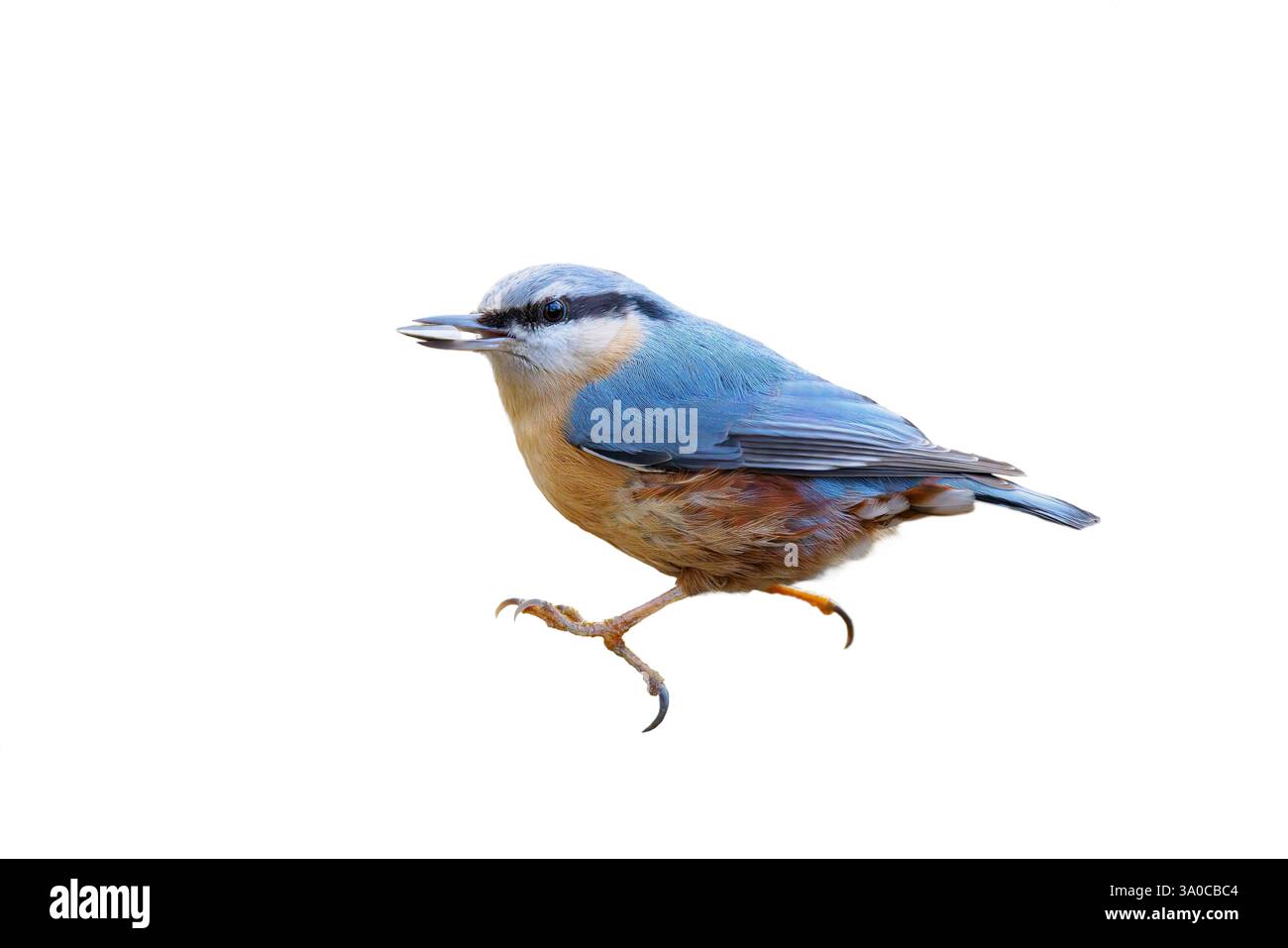 nuthatch with seed in beak isolated on white background Stock Photo - Alamy