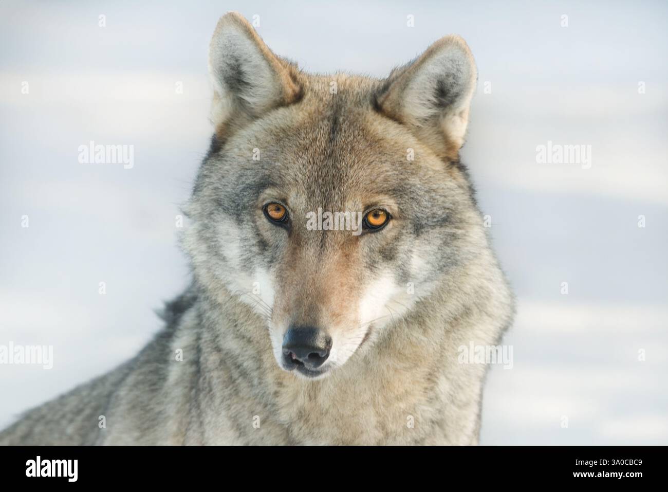 wolf eyes looking at the camera Stock Photo - Alamy
