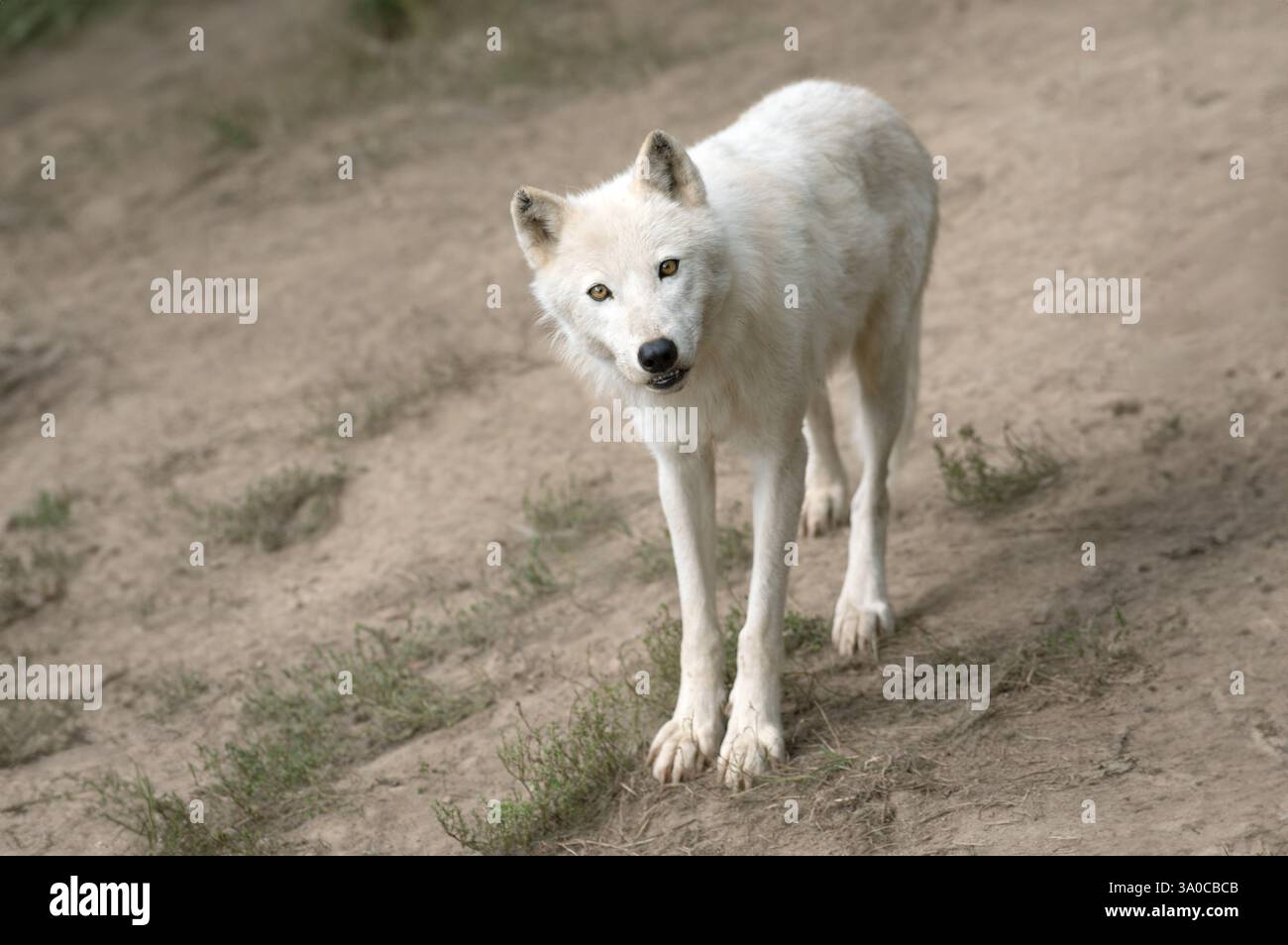 arctic white wolf looking at the camera Stock Photo - Alamy