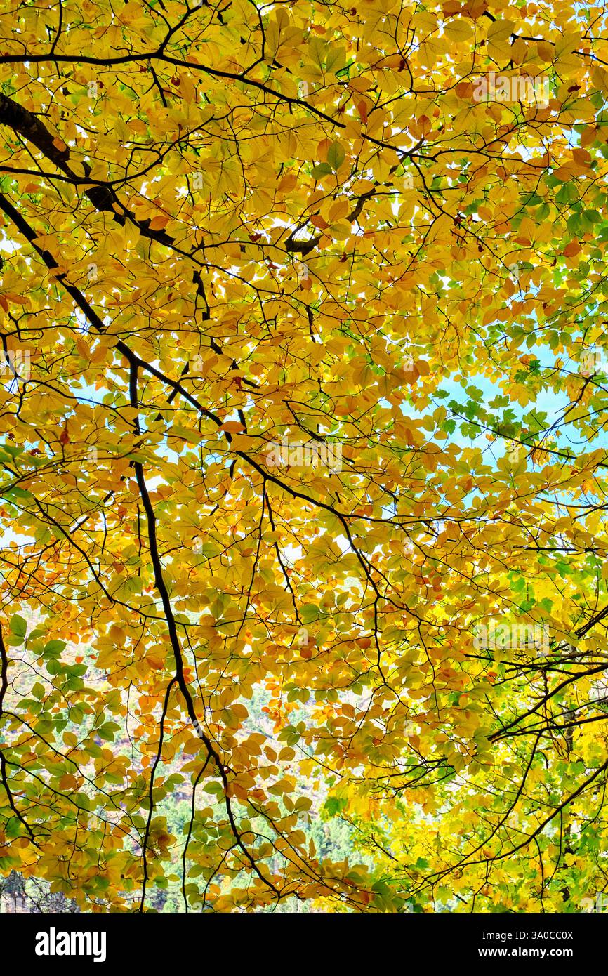 Beech trees and oaks in the forest in Autumn. Manteigas, Serra da ...
