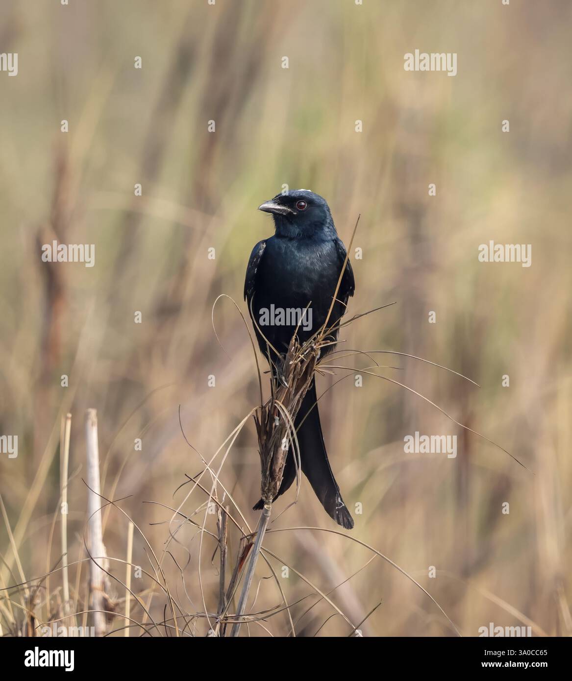 black drongo is a small Asian passerine bird of the drongo family ...