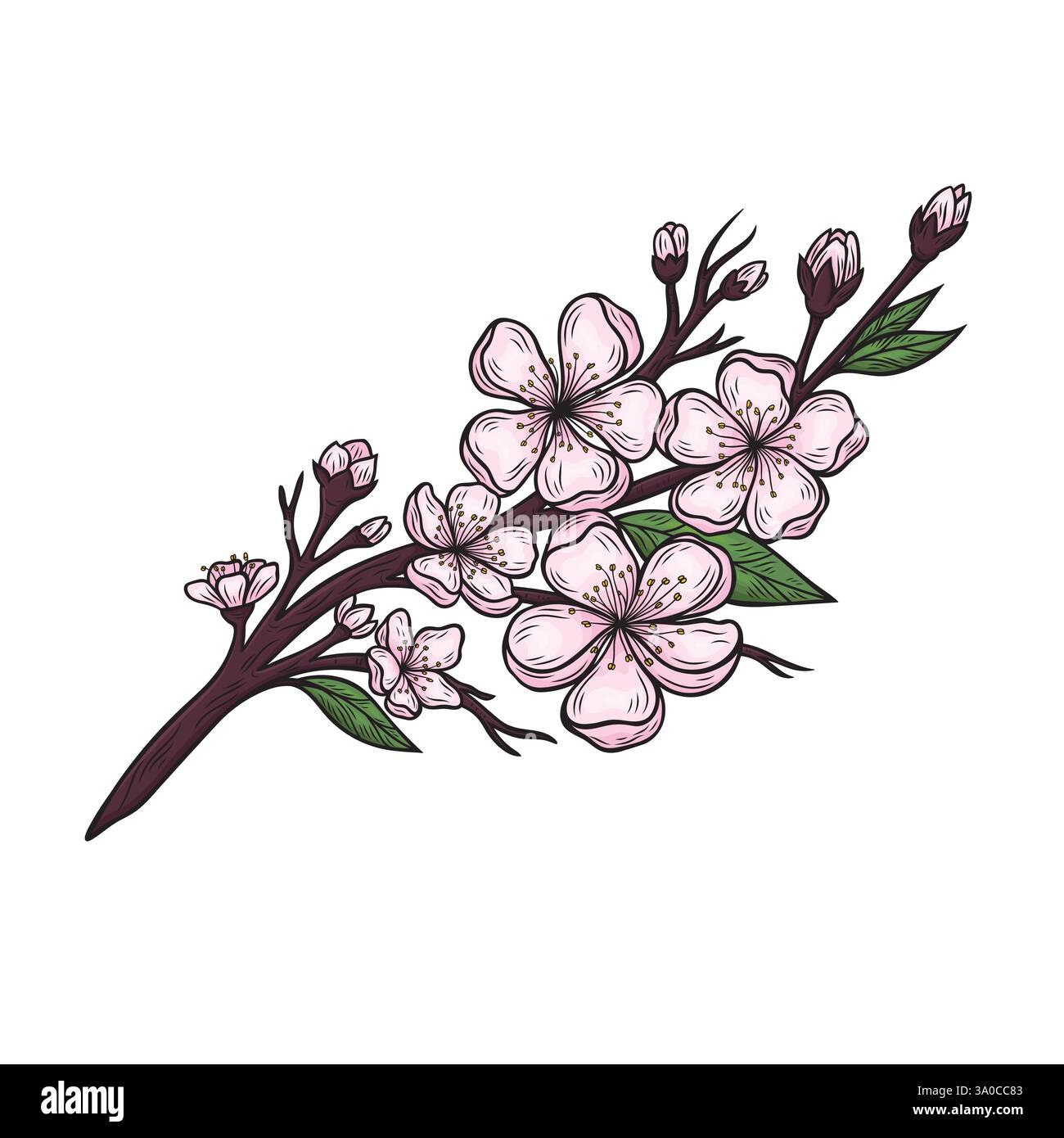 Japanese cherry blossoms spring Stock Vector Images - Alamy