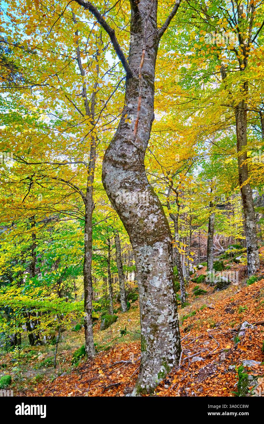 Beech trees and oaks in the forest in Autumn. Manteigas, Serra da ...