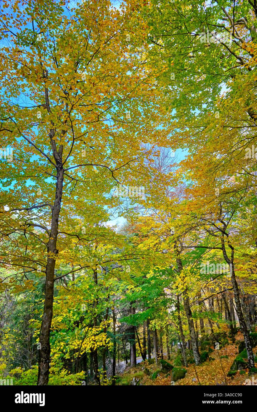 Beech trees and oaks in the forest in Autumn. Manteigas, Serra da ...