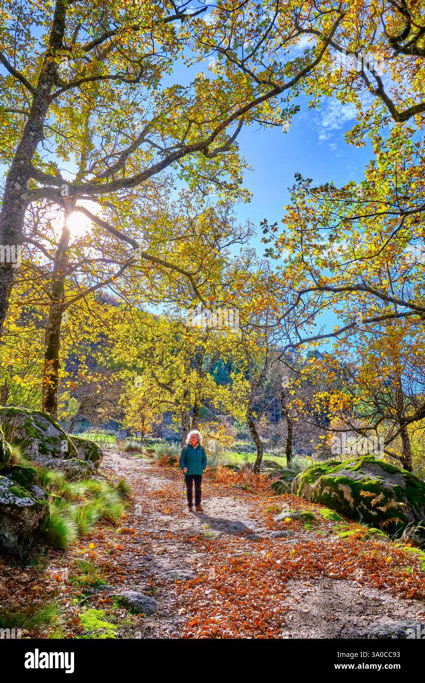 Beech trees and oaks in the forest in Autumn. Manteigas, Serra da ...